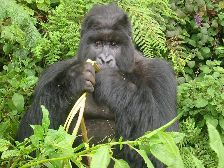 Gorilla Diet Explained: What do gorillas eat