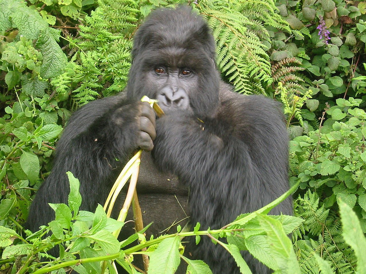 Gorilla Diet Explained: What do gorillas eat