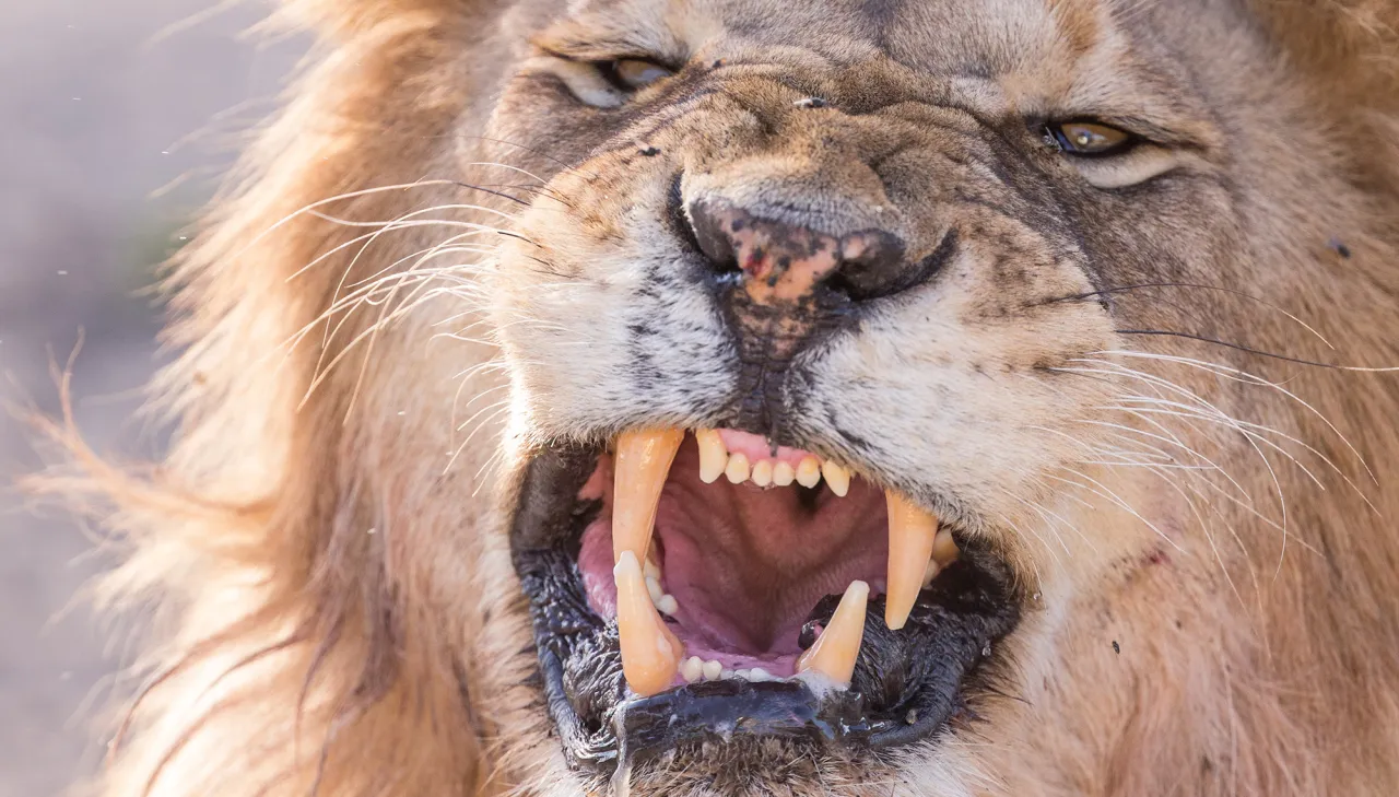 How Strong Is a Lion’s Bite?