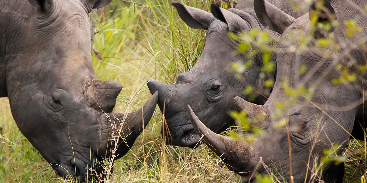 White Rhino: Size, Habitat, Strength & Weight