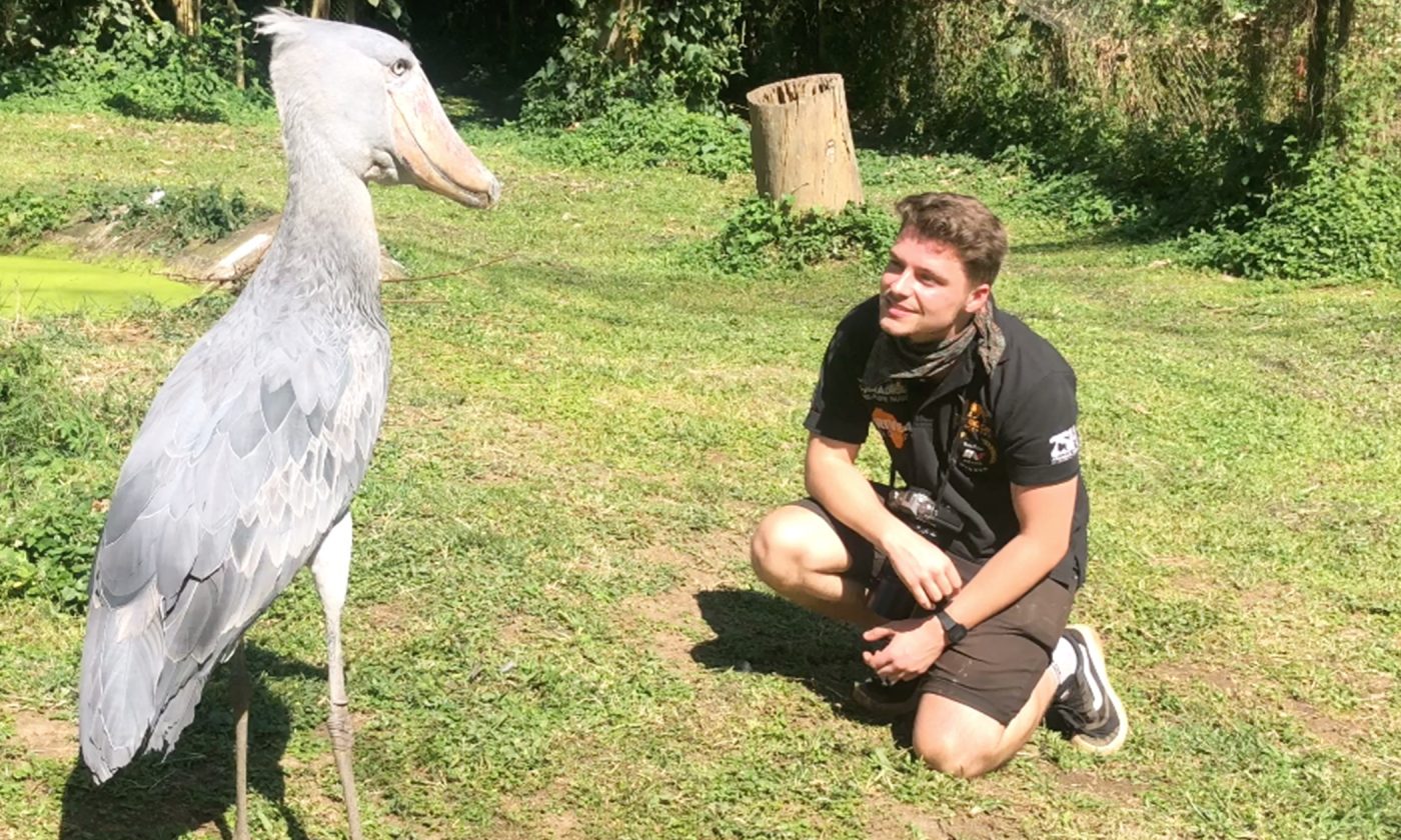 The Shoebill stork: Facts, Diet, Habitat, Height, Size & Strength