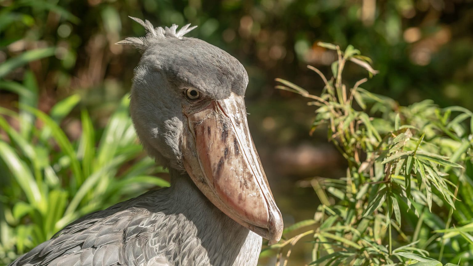 The Shoebill stork: Facts, Diet, Habitat, Height, Size & Strength