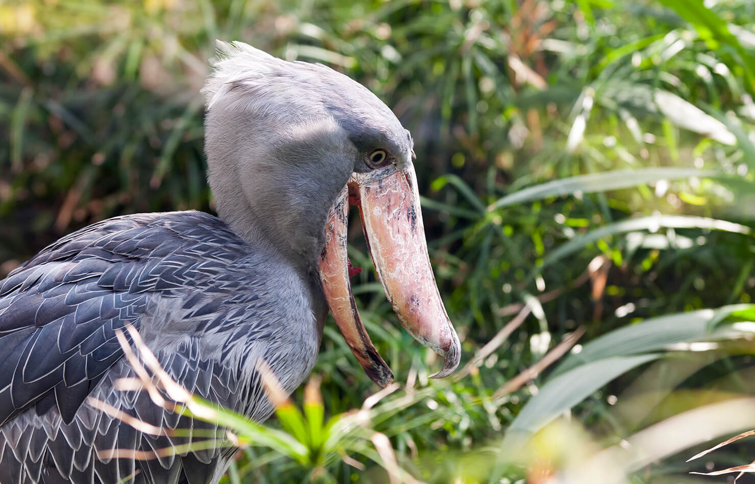The Shoebill stork: Facts, Diet, Habitat, Height, Size & Strength