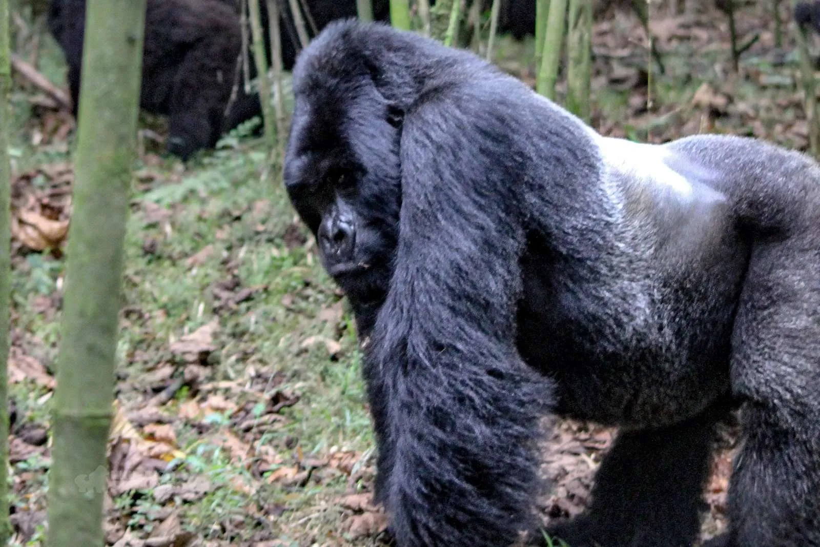 Silverback Gorilla Strength, Height, Size, Bite Force & Facts