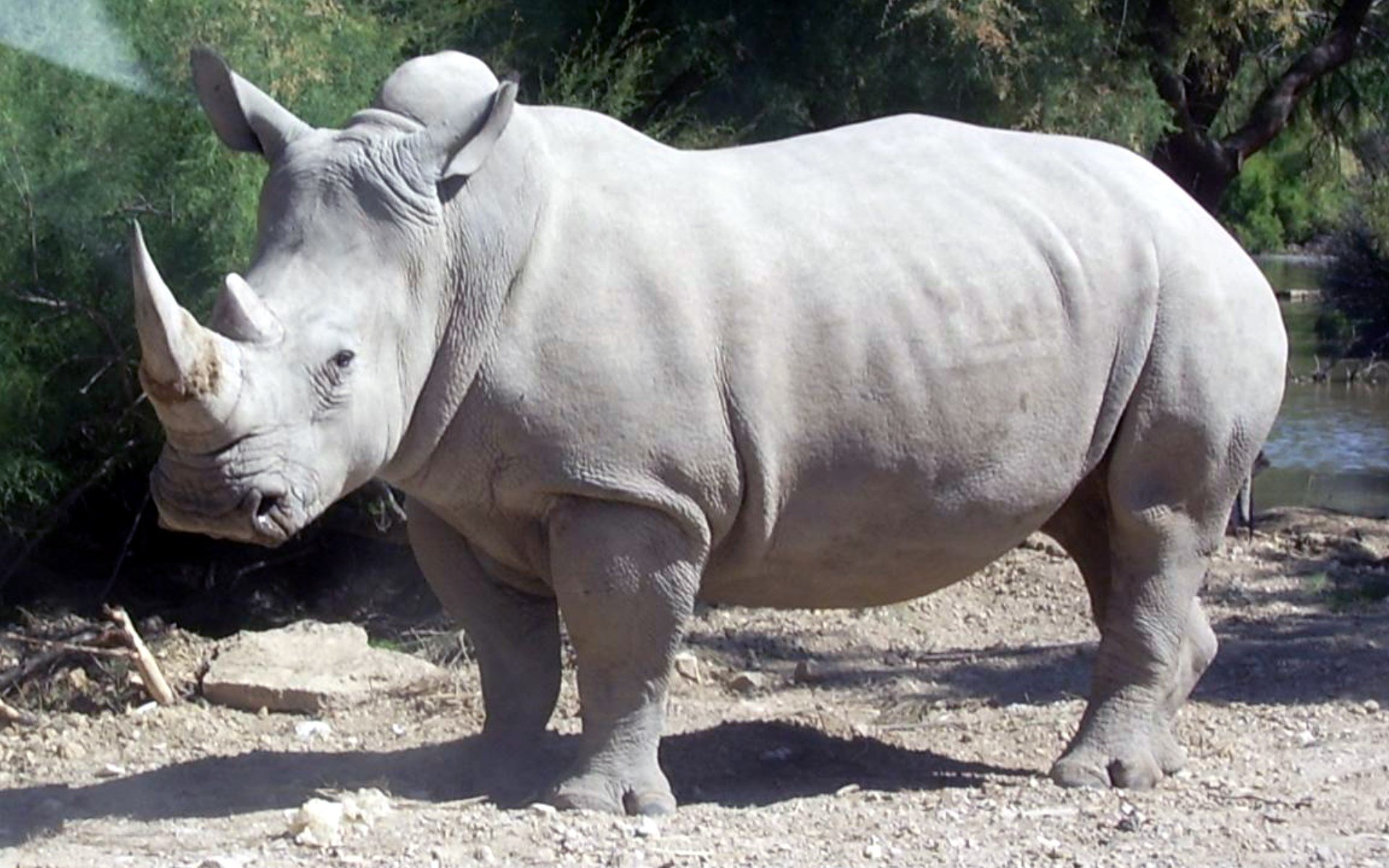 White Rhino: Size, Habitat, Strength & Weight